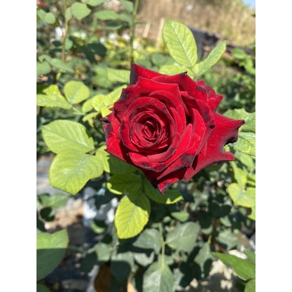 กุหลาบ Red Baccara ฟอร์มกระถาง 11 นิ้ว อายุ 1.5 ปี | Shopee Thailand