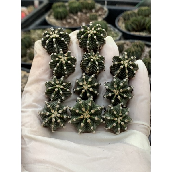 vos014a ไม้เมล็ด ขนาด 1.8-2.3 เซ็นติเมตร Gymnocalycium friedrichii v ...