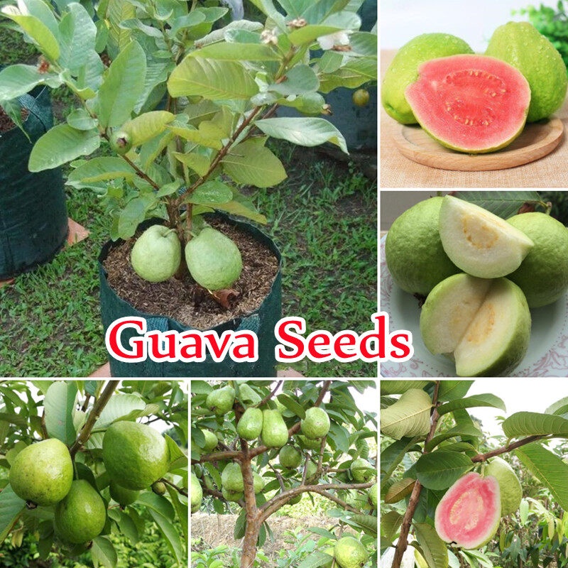 Guava Seeds for Planting (100 ชิ้น/ถุง) พันธุ์ไม้ผล เมล็ดพันธุ์ ...