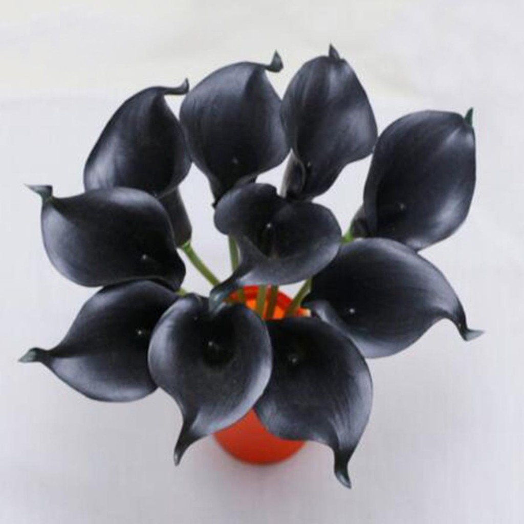 50Pcs สีสัน Calla Lily ดอกไม้เมล็ด Potted Plant Bonsai บ้านสวน YARD ตก ...