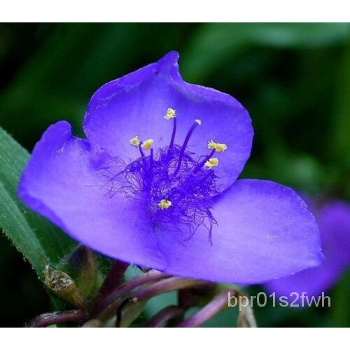 ใหม่ สายพันธุ์/30สีน้ำเงินเข้ม comfrey 花种子/多年生 GJGX | Shopee Thailand