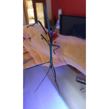 Achrioptera manga (former Achrioptera fallax) Eggs, giant stick-insect ...