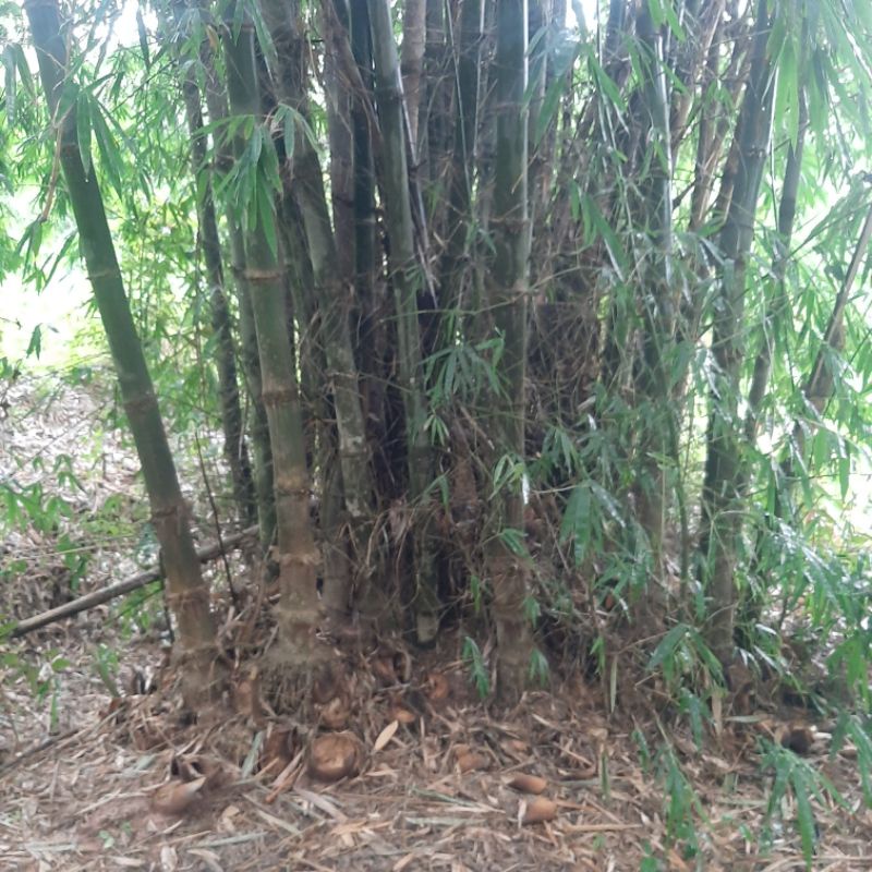 ต้นพันธุ์เหง้าไผ่ตงหวานศรีปราจีน (ขุดแบบล้างราก) | Shopee Thailand