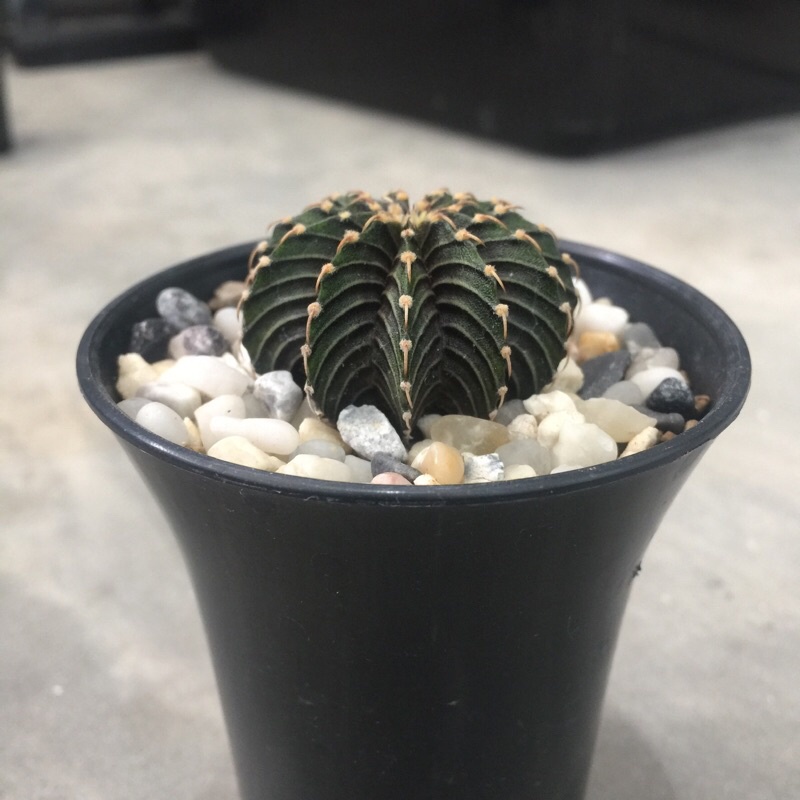 กระบองเพชร ยิมโน LB2178 ไม้เมล็ด ไม้ใบ ทรงดี สวยๆ | Shopee Thailand