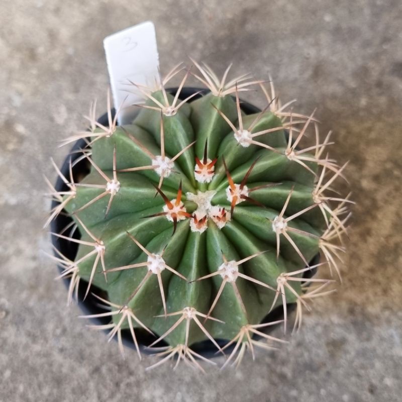 Melocactus curvispinus subsp. caesius | Shopee Thailand