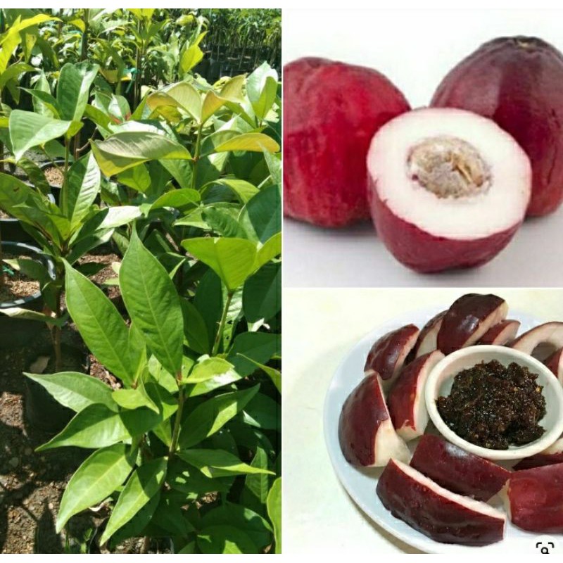 ต้นพันธุ์มะเหมี่ยว (Pomerac)สูง50-70 cm. | Shopee Thailand