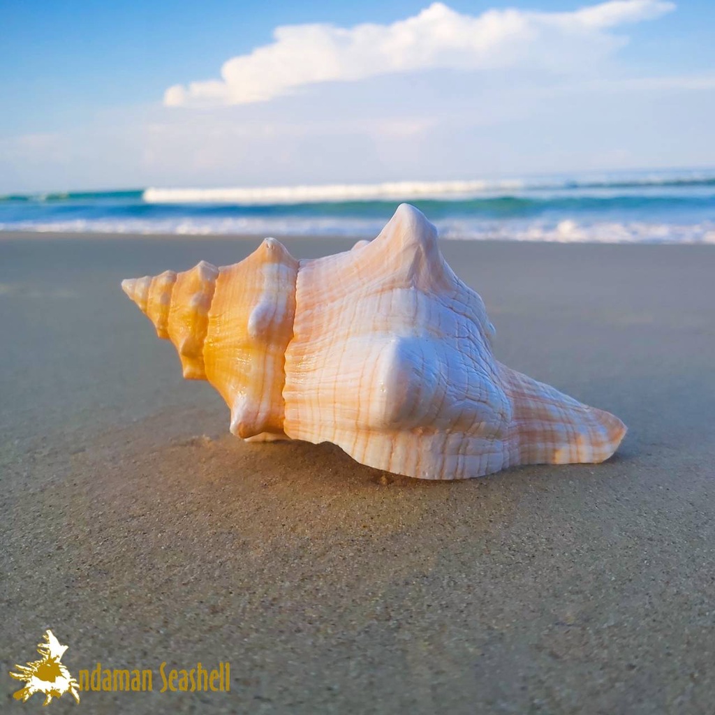 Andaman seashell เปลือกหอย หอยสังข์หอม (Pleuroploca trapezium) | Shopee ...