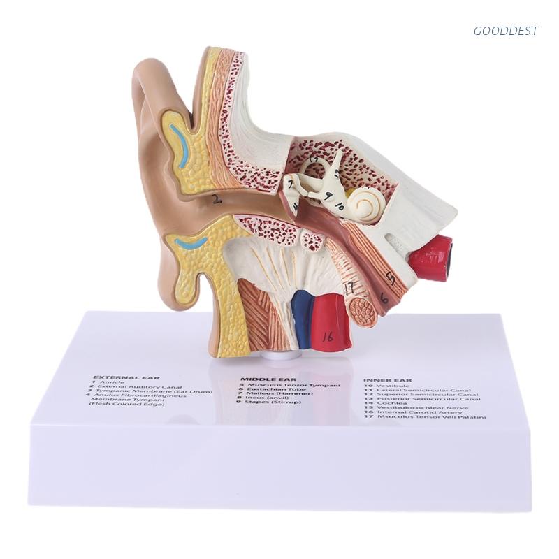 GOO 1.5 Times Life Size Human Ear Model Scientific Anatomy Teaching ...