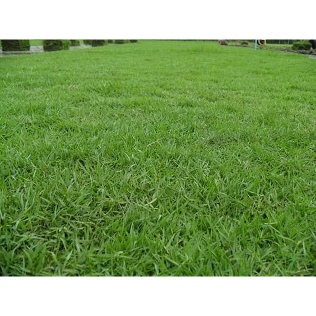 ขายส่ง 1 กิโลกรัม เมล็ดหญ้านวลน้อย Manila Grass Temple Grass หญ้าปูสนาม ...