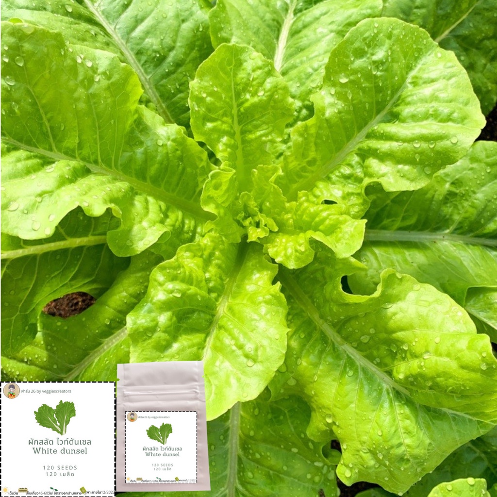 เมล็ดพันธุ์ ผักสลัด ไวท์ ดันเซล (White Dunsel) | Shopee Thailand