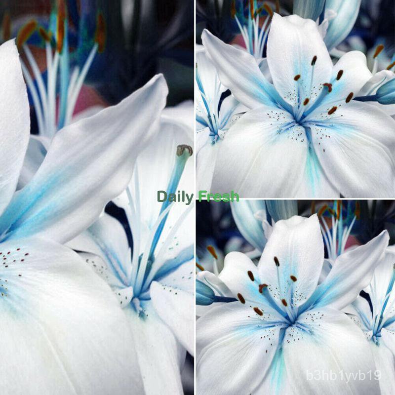 Blue Lily Seeds Ready Stock Malaysia Easy Grow Plant Approx. 50pcs ...