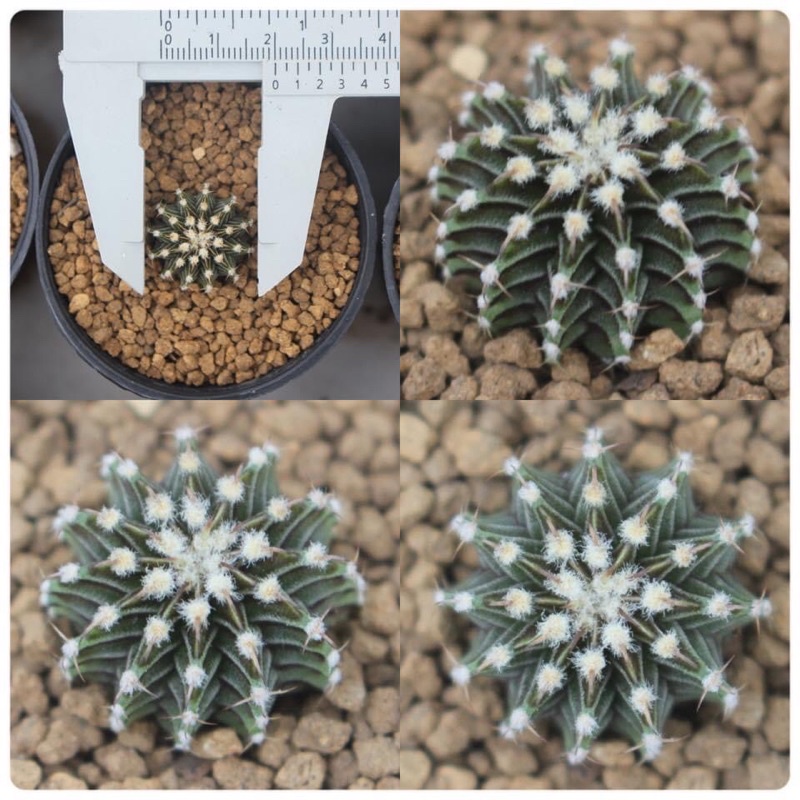 กระบองเพชร แคคตัส LB2178 แท้ 12พู ไม้เมล็ด | Shopee Thailand