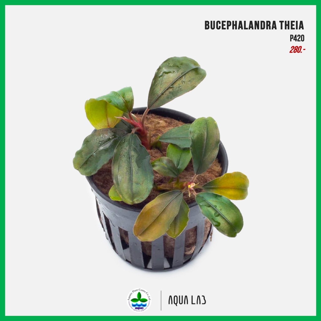 [APC] Bucephalandra theia (บูเซปเทีย) [ไม้น้ำ - Aquatic Plant] P420 ...