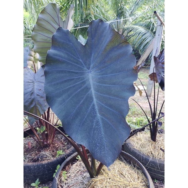 colocasia black runner แบล็ครันเนอร์ | Shopee Thailand