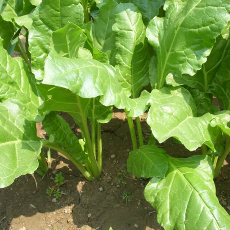 200 เมล็ด เก๋าฮะไฉ่ - Chinese Beet | Shopee Thailand