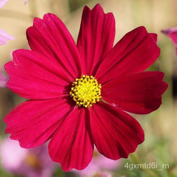 (ผู้ค้าส่งเมล็ดพันธุ์) ดาวกระจายแดง ถูกที่สุด 9 บ. Red Cosmos สวย แปลก ...