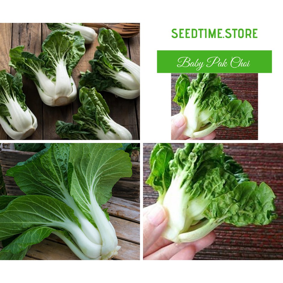Baby Pak Choi เบบี้ผักฉ่อย Baby Pak Choi | Shopee Thailand