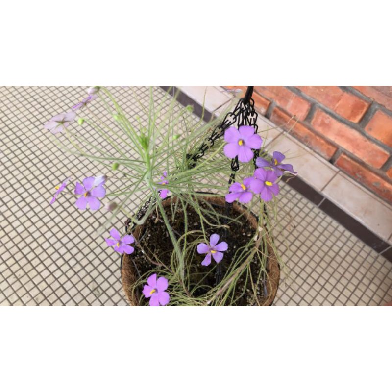 #พืชกินแมลง #Byblis liniflora #ไม้แปลก #ต้นไม้ | Shopee Thailand