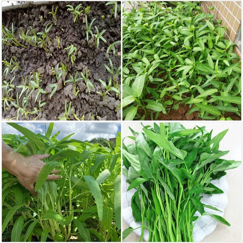 เมล็ดพืชคุณภาพสูง เมล็ดพันธุ์ผักผักโขมน้ำ Water Spinach Seeds ...
