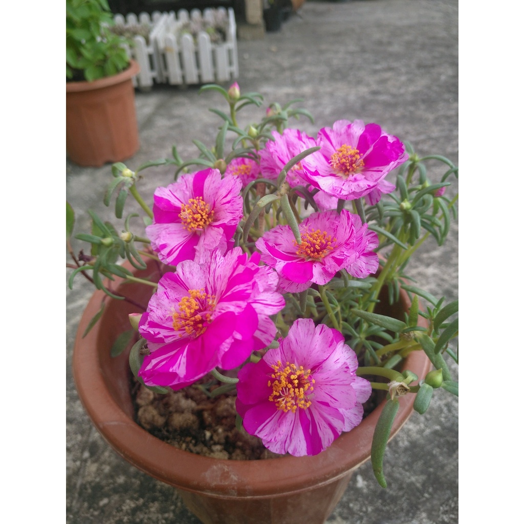 [20BIJI] Hybrid Moss Rose Seedsเมล็ดจีนหว่านเมล็ดทานตะวัน Biji Benih ...