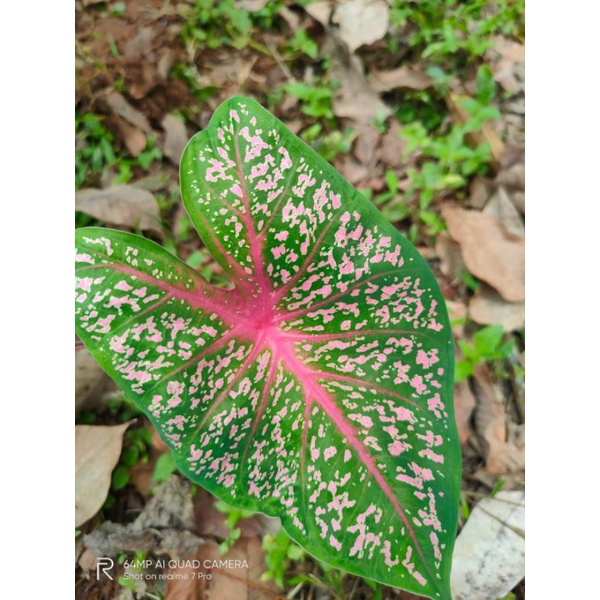 บอนสีนกกะทาสีชมพู่ใบหัวใจ | Shopee Thailand