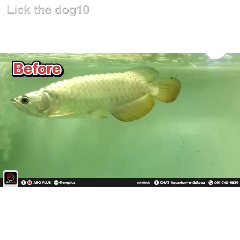 ۞ARO PLUS - Solid gold วิตามินเร่งสีปลามังกรทอง แบบคลุก 10g. | Shopee Thailand