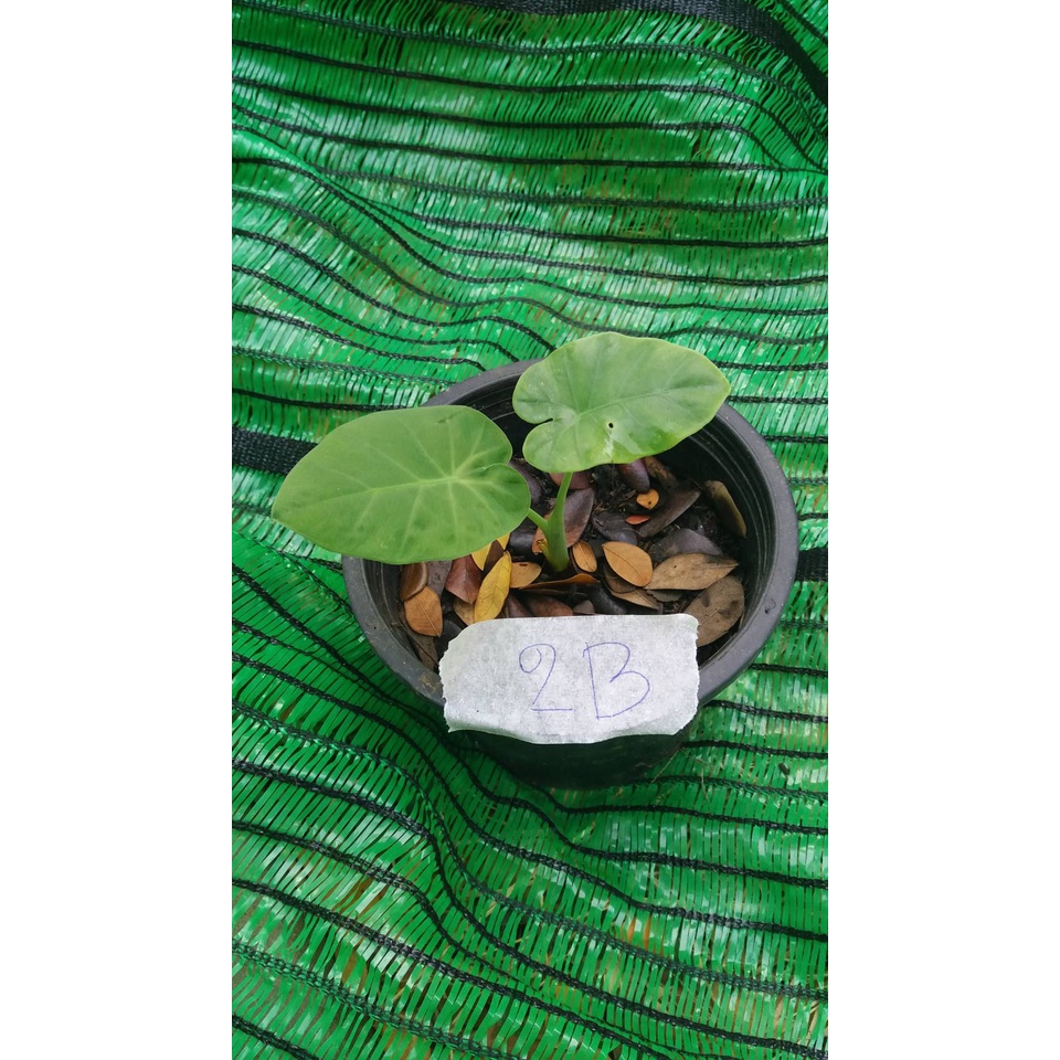 ต้นออดิบลุ้นด่าง( ทูนภาษาอีสาน)จัดส่งพร้อมกระถางมีให้เลือกหลายขนาดหลาย ...