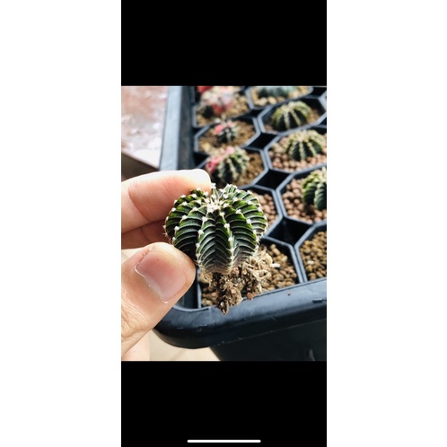 lb2178 แท้ บั้งถี่ๆสวยๆ | Shopee Thailand