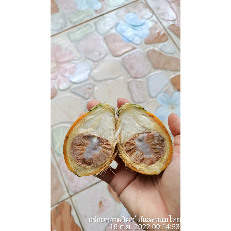 ผลหมากแก่ลูกหมาก2บาท, หมากเหลือง, หมากสูงหมากอ่อน หมากกินกับพลูหมาก ...