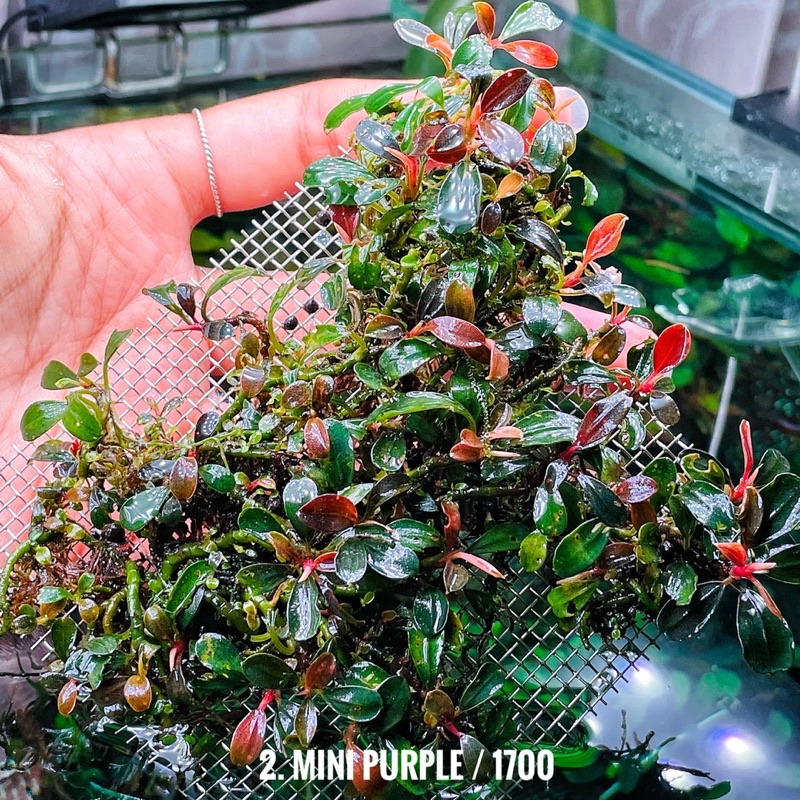 bucephalandra mini purple #ต้นไม้น้ำ สายมินิ สีแดงอมม่วง | Shopee Thailand