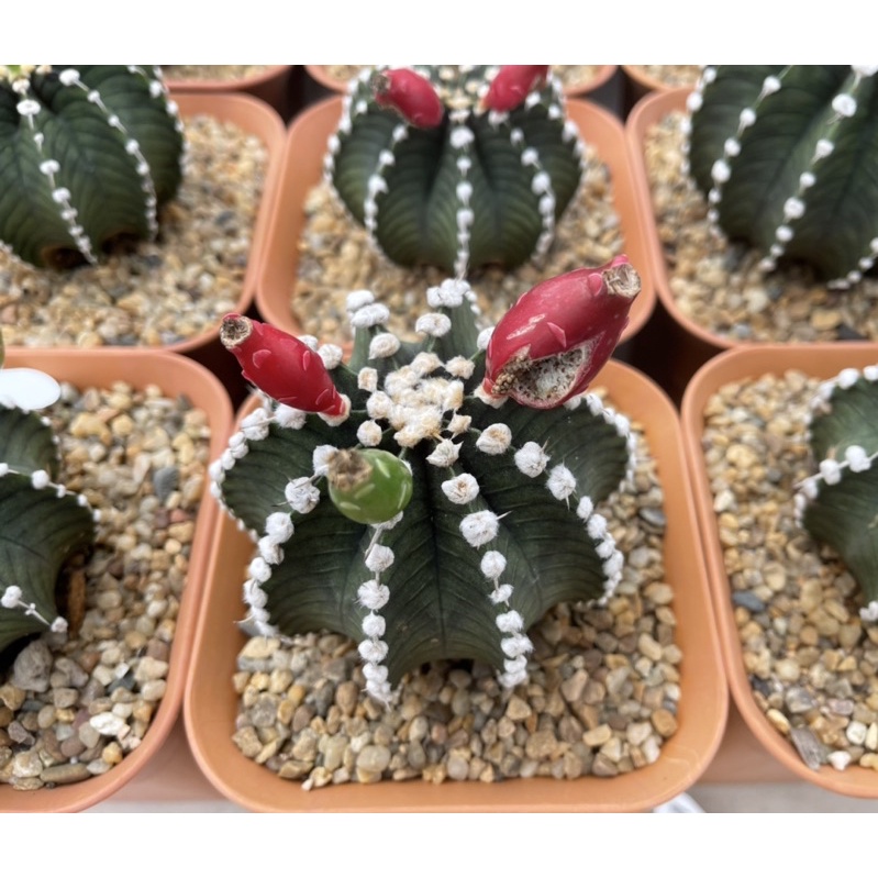 เมล็ด vos014a แท้ เมล็ดยิมโน | Shopee Thailand