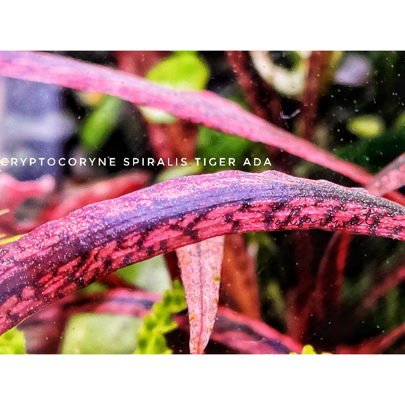 cryptocoryne spiralis tiger / red ada #ต้นไม้น้ำ สีแดง | Shopee Thailand