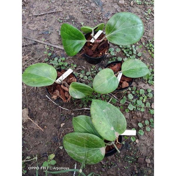กิ่งโฮย่า ตัดสด อัพเดท 13/10/66 Hoya carnosa freckles splash australis patricia | Shopee Thailand