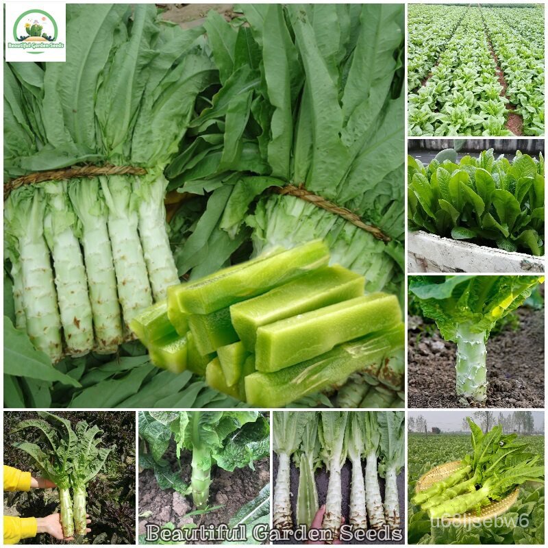 ถูก ใหม่ สายพันธุ์บอนสี เมล็ดพันธุ์ Asparagus Lettuce Seeds Stem ...
