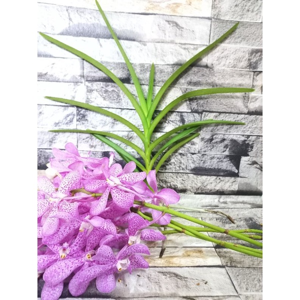 ต้นกล้วยไม้มอคคาร่าชมพู ดอกลายสีชมพูอมม่วง สีสันสดใส ออกดอกตลอดทั้งปี ...