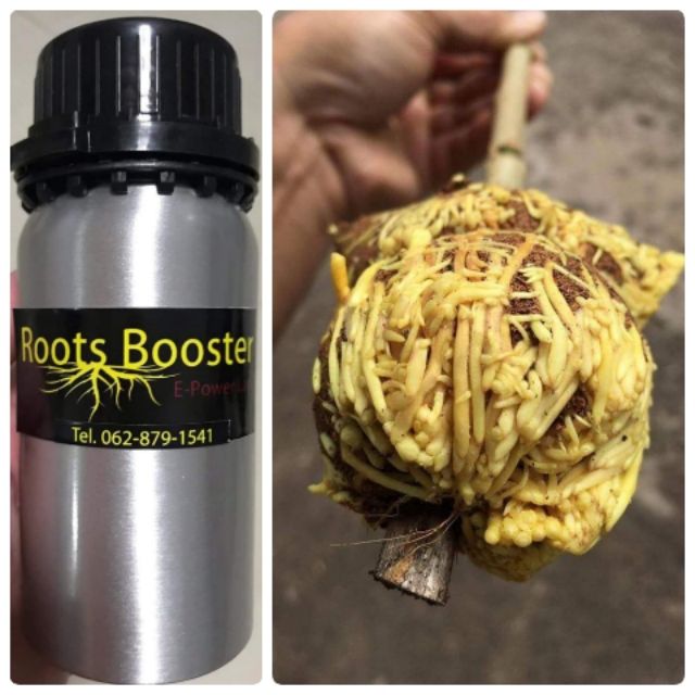 น้ํายาเร่งราก น้ำยาเร่งรากคุณภาพสูง ROOTS BOOSTER /250ml | Shopee Thailand