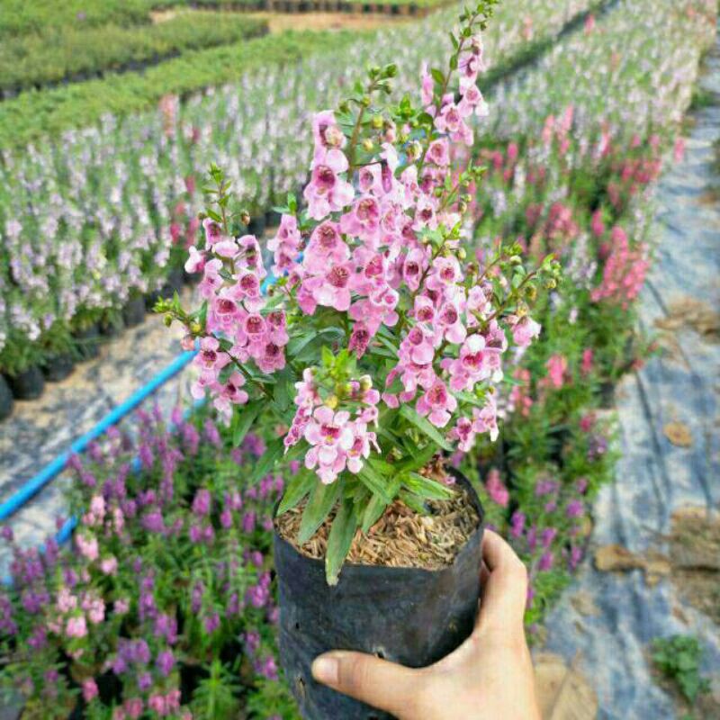 forget me not หรือต้นอย่าลืมฉัน | Shopee Thailand