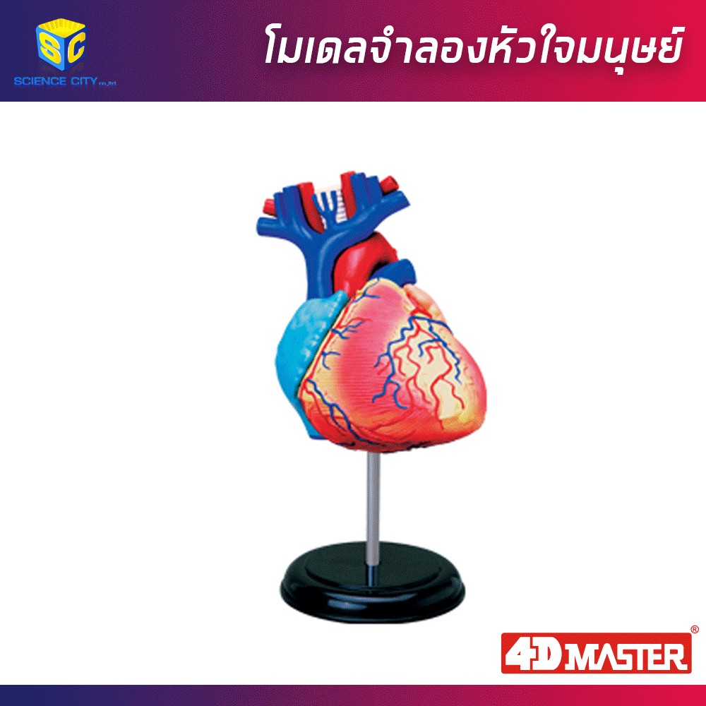 หุ่นจำลองหัวใจมนุษย์ Human Heart Model (4D Master) | Shopee Thailand