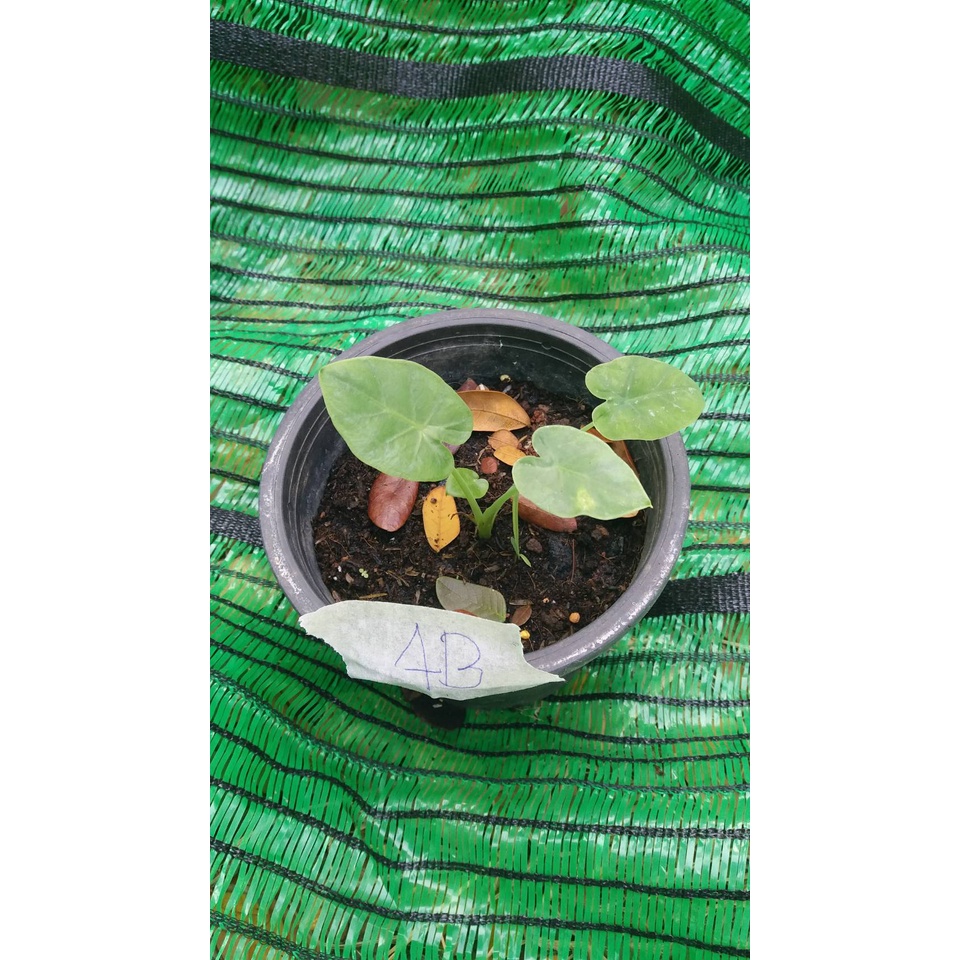 ต้นออดิบลุ้นด่าง( ทูนภาษาอีสาน)จัดส่งพร้อมกระถางมีให้เลือกหลายขนาดหลาย ...