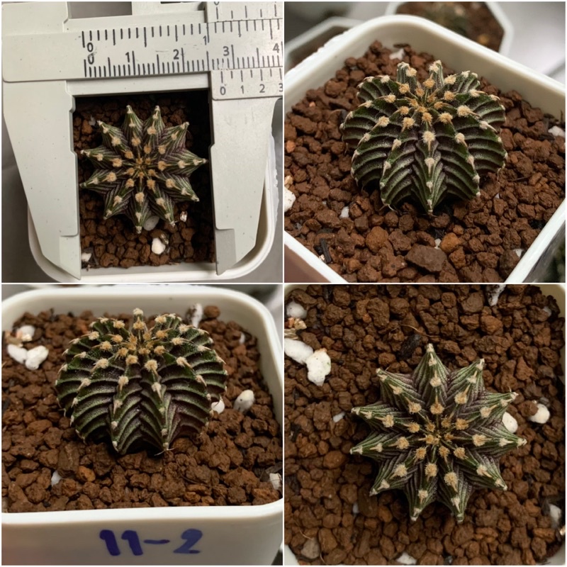 11 พู LB2178 * LB2178 แท้ Cactus แคคตัส ไม้เมล็ด 11 พู (เลือกต้นได้/ส่ง ...