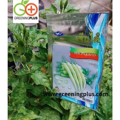 พริกหนุ่มขาวPepperเจียใต๋ | Shopee Thailand