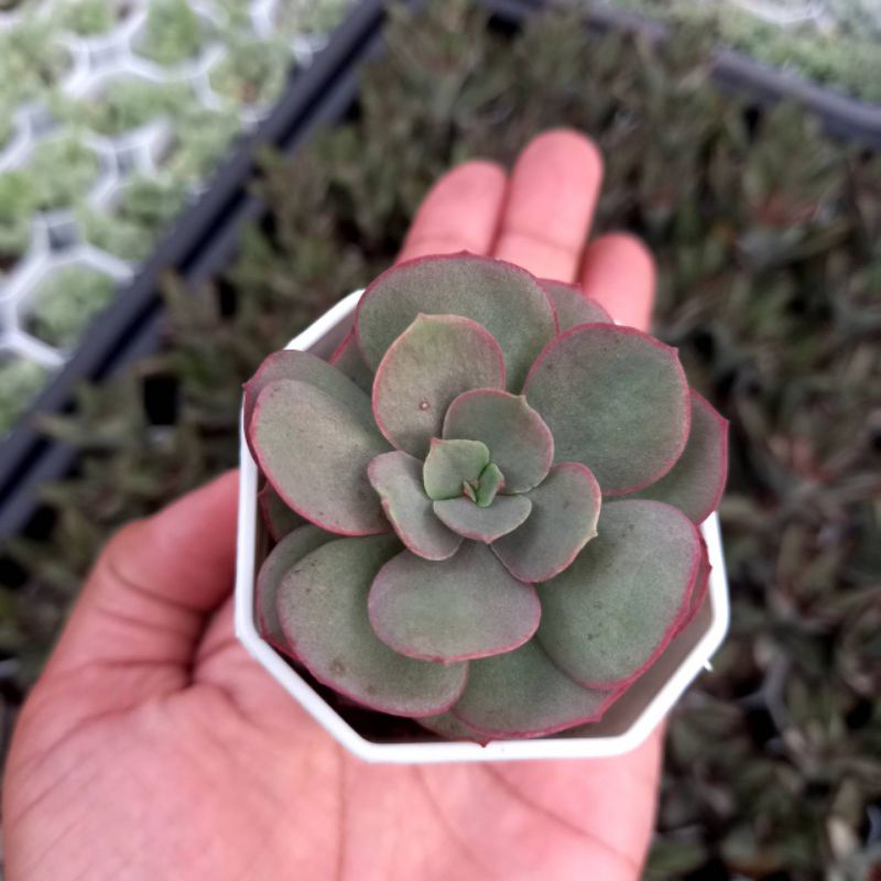 (ลดเพิ่ม 50% สูงสุด 100 ใส่โค้ด INCLV33) กุหลาบหินไม้อวบน้ำกระถางสองนิ้วส่งพร้อมกระถาง | Shopee ...