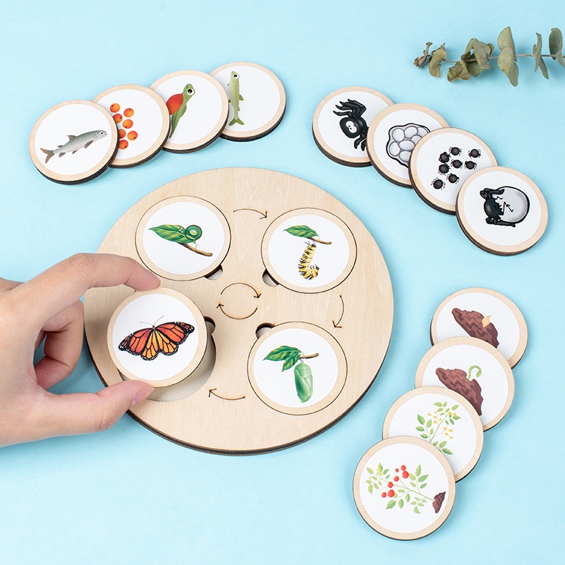 ส่งเร็ว🔥ชุดเรียนรู้วงจรชีวิต Montessori Life Cycle Plate 🐛 | Shopee ...