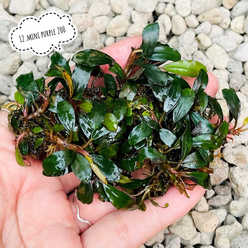 bucephalandra mini purple ต้นไม้น้ำ bucep buce | Shopee Thailand