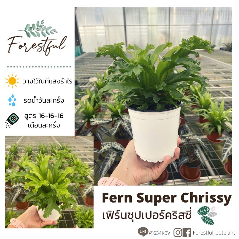 เฟิร์นซุปเปอร์คริสซี่ - Fern Super Chrissy กระถาง 5นิ้ว | Shopee Thailand
