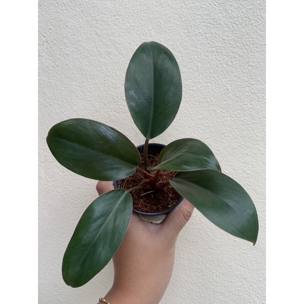 ฟิโลเดนดรอน Philodendron ฟิโลเรดคองโก (Red Congo Philo) ฟีโลทอง (Golden ...