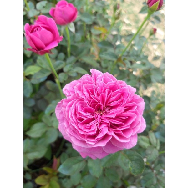 กุหลาบ⚘พุ่ม Hector rose เลี้ยงง่าย หอม ดอกใหญ่ | Shopee Thailand