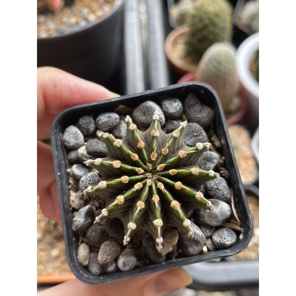 lb2178แท้ 13พู ไม้เมล็ด | Shopee Thailand