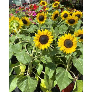 เมล็ดพันธุ์ ดอกไม้ ดอกทานตะวันจิ๋ว Sunflowers Junior | Shopee Thailand