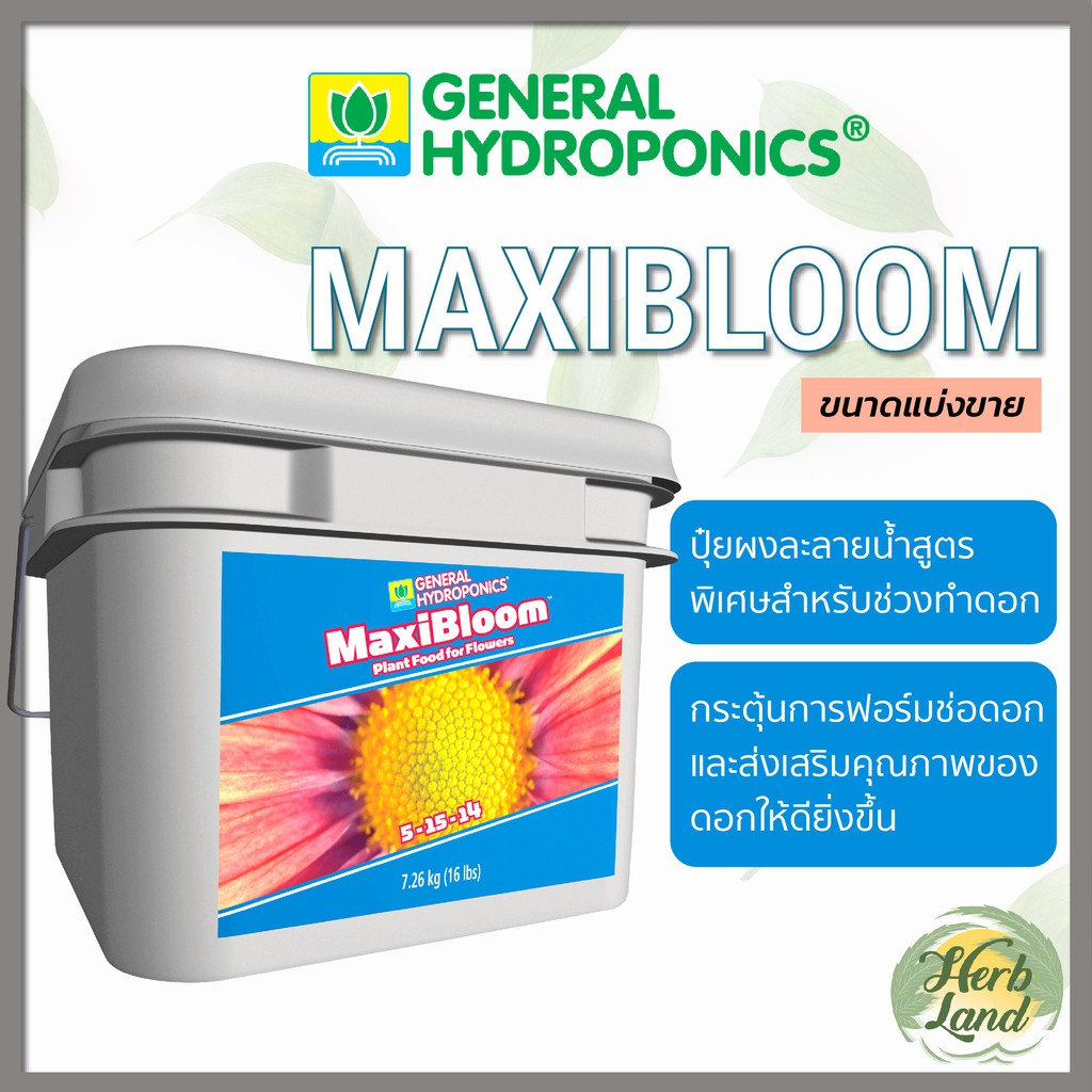 General Hydroponic - MaxiBloom ปุ๋ยหลักชนิดผงสำหรับช่วงทำใบ แบ่งขาย 50 ...